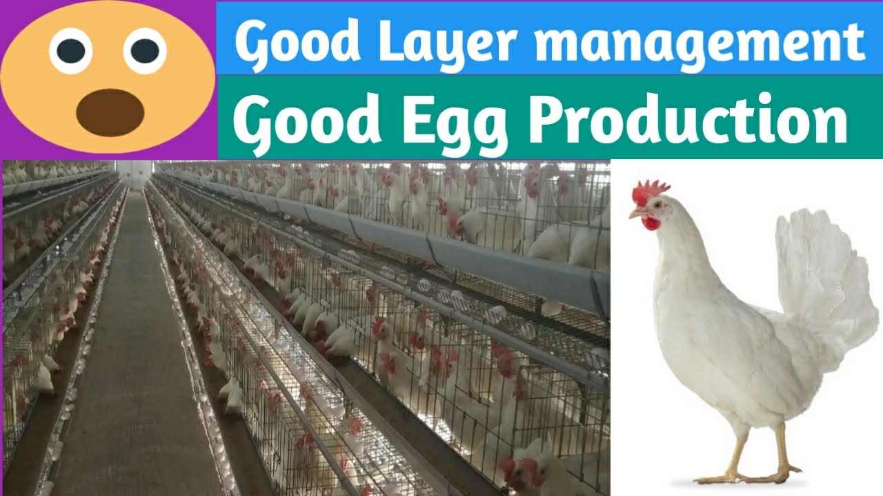 good layer management good egg production - YouTube