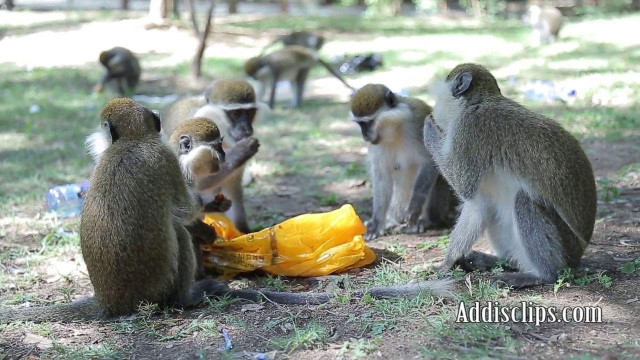 Ethiopia - Blue Monkeys are eating enjeria ferefe - YouTube