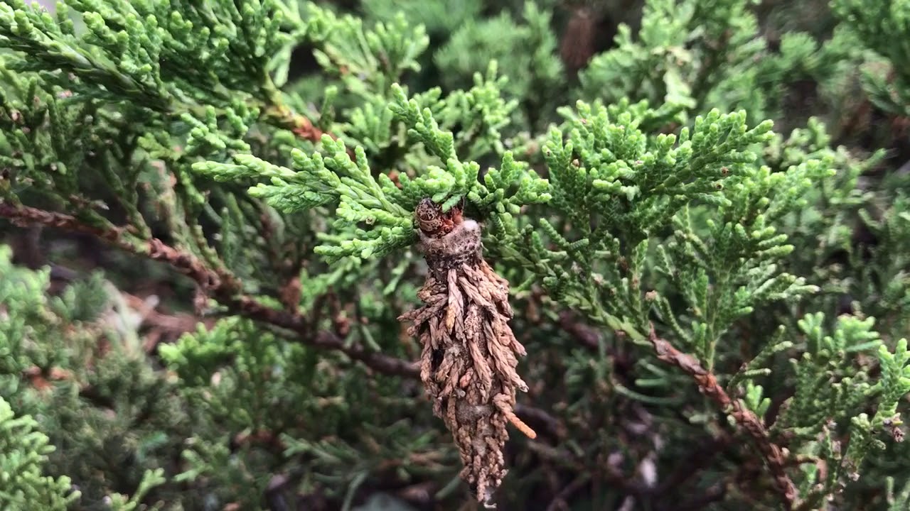 Juniper bush largely destroyed by evergreen bagworms - YouTube
