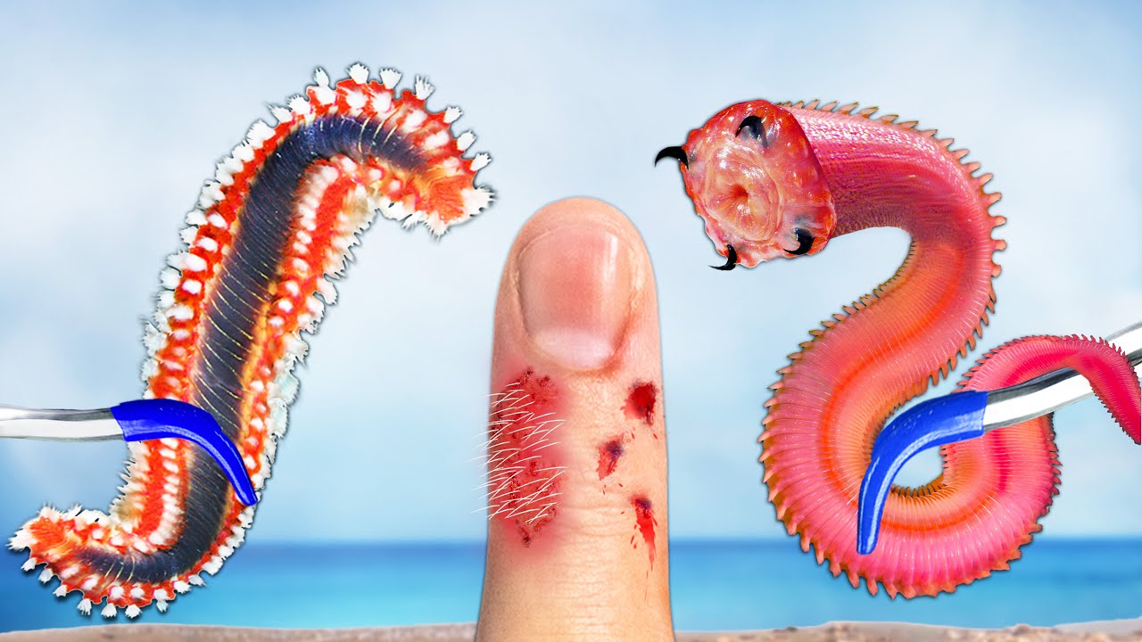 Fireworm vs Bloodworm! (Dangerous Worm Battle) - YouTube