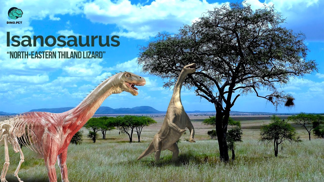 Meet the Isanosaurus - meaning "North-Eastern Thiland lizard" - YouTube