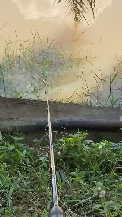 Mancing ikan baung di siang bolong #fishing - YouTube