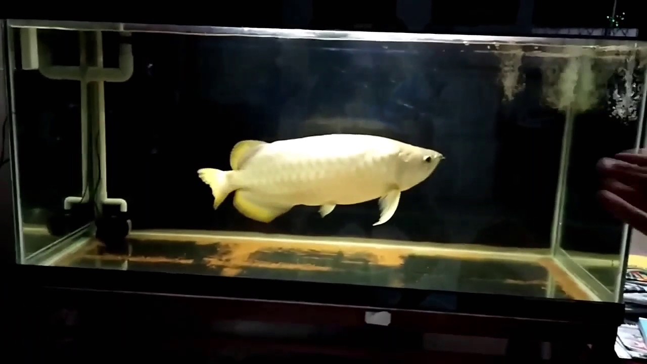 Arwana / Arowana Red Banjar Super Jumbo (8 years) - YouTube