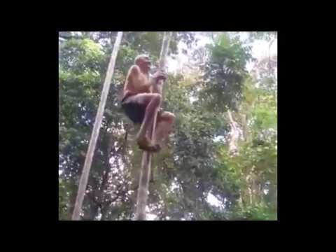 80-year-old man climbing trees like monkeys - YouTube