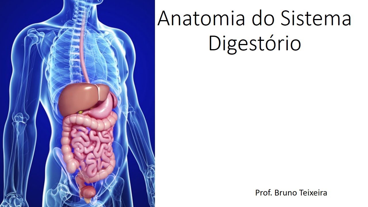 Anatomia do Sistema Digestório - Divisão e Cavidade Oral - Vestíbulo da ...