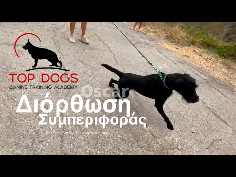 Διόρθωση συμπεριφοράς τράβηγμα στο λουρί, γαύγισμα σε σκυλιά - YouTube