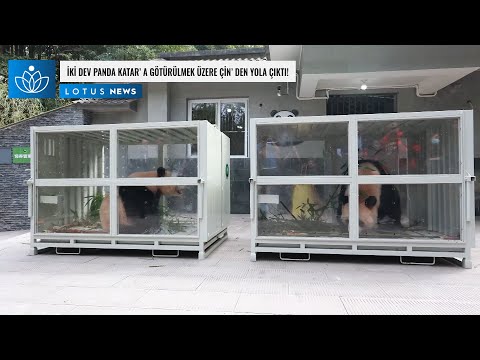 İKİ DEV PANDA KATAR’ A GÖTÜRÜLMEK ÜZERE ÇİN’ DEN YOLA ÇIKTI!