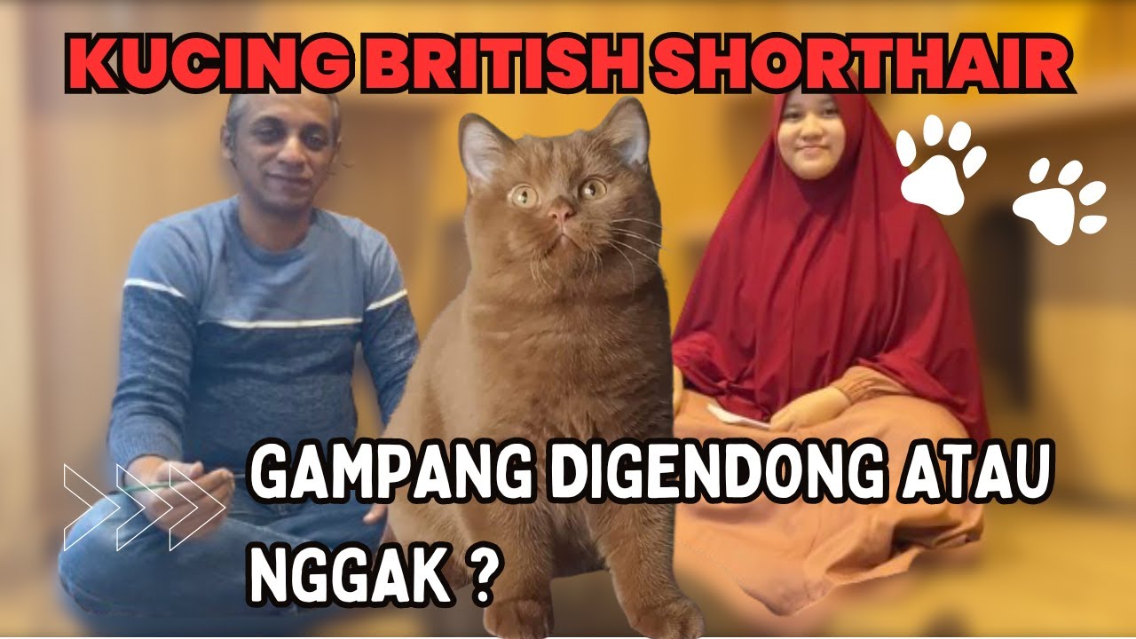 KUCING BRITISH SHORTHAIR GAMPANG GAK DIGENDONG-GENDONG ? - YouTube