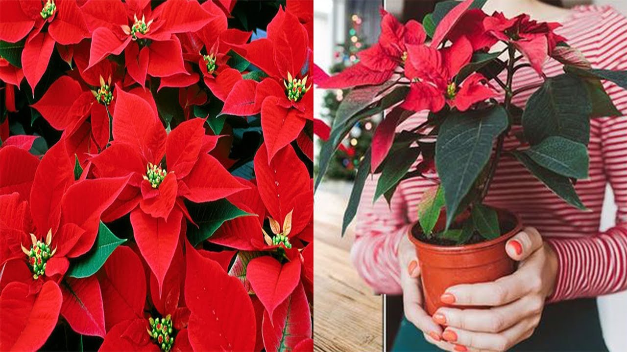 Lulja e krishtlindjeve: Ja çfarë duhet të bëni që të rezistojë edhe pas ...