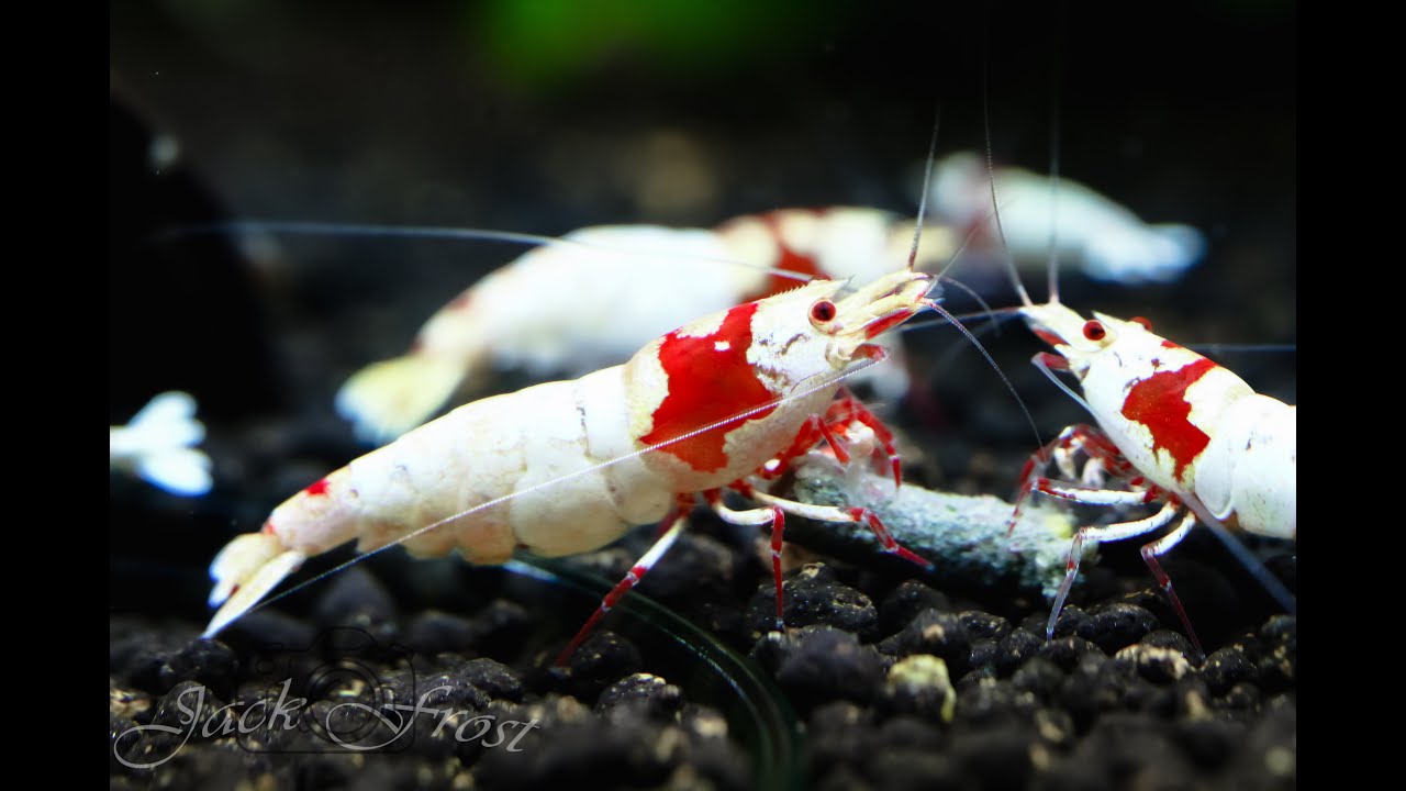 Caridina PRL shrimp tank - Master Soil - YouTube