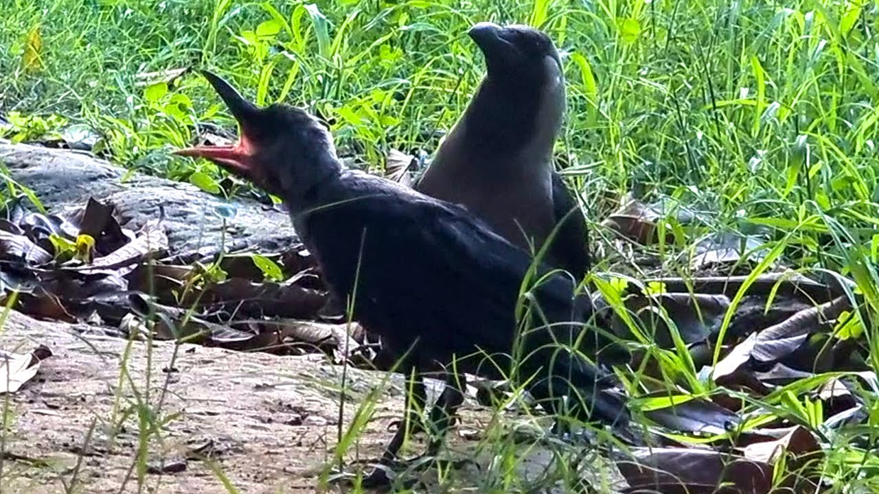 Helpless Crowing Baby Crow Sounds - Fallen From Nest And Asking Food ...