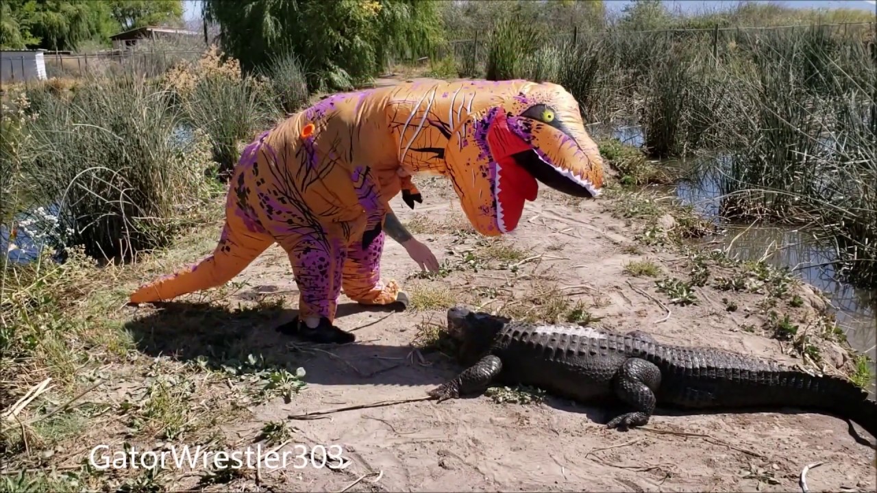 Trex feeds alligator with footage inside costume - YouTube