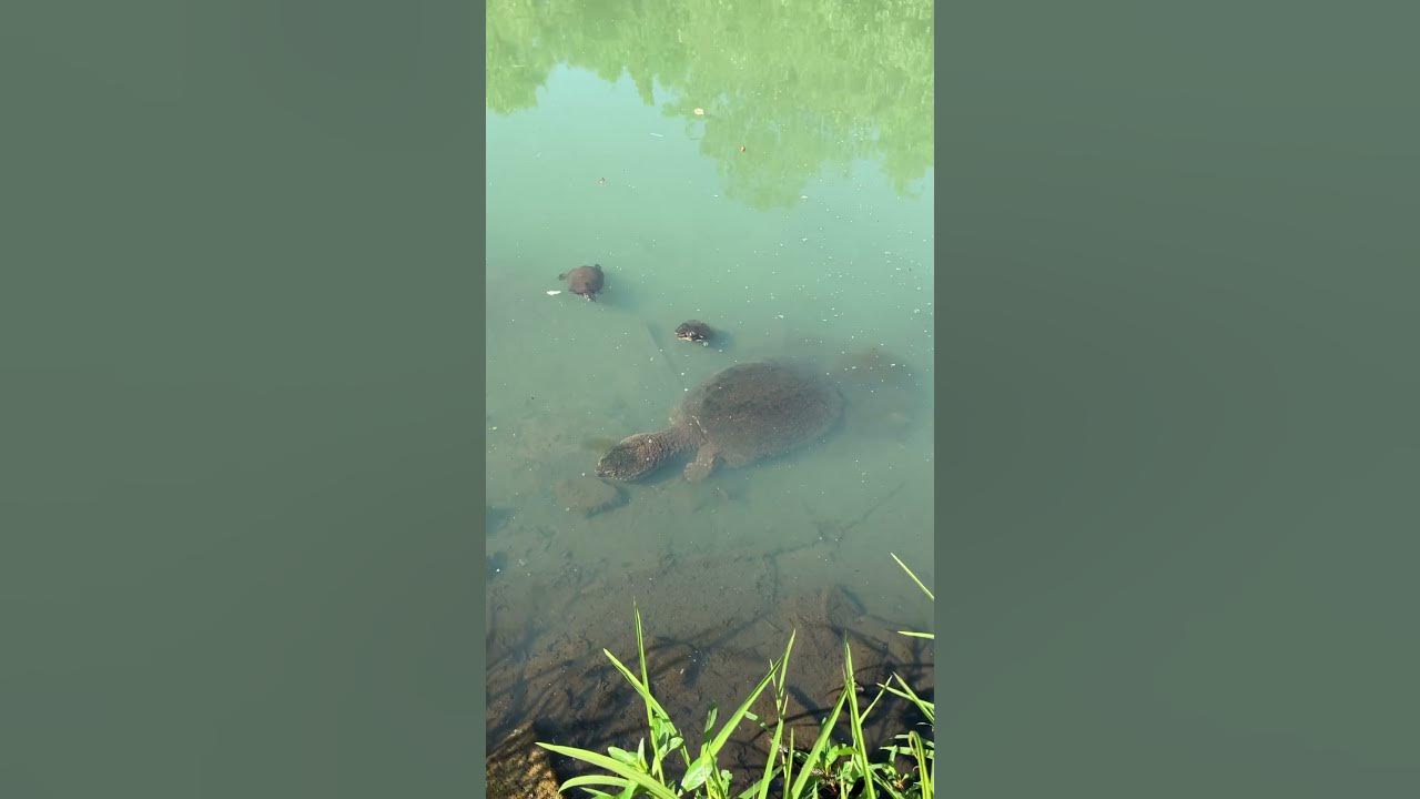 Huge alligator snapping turtle 🐢 🐊 - YouTube