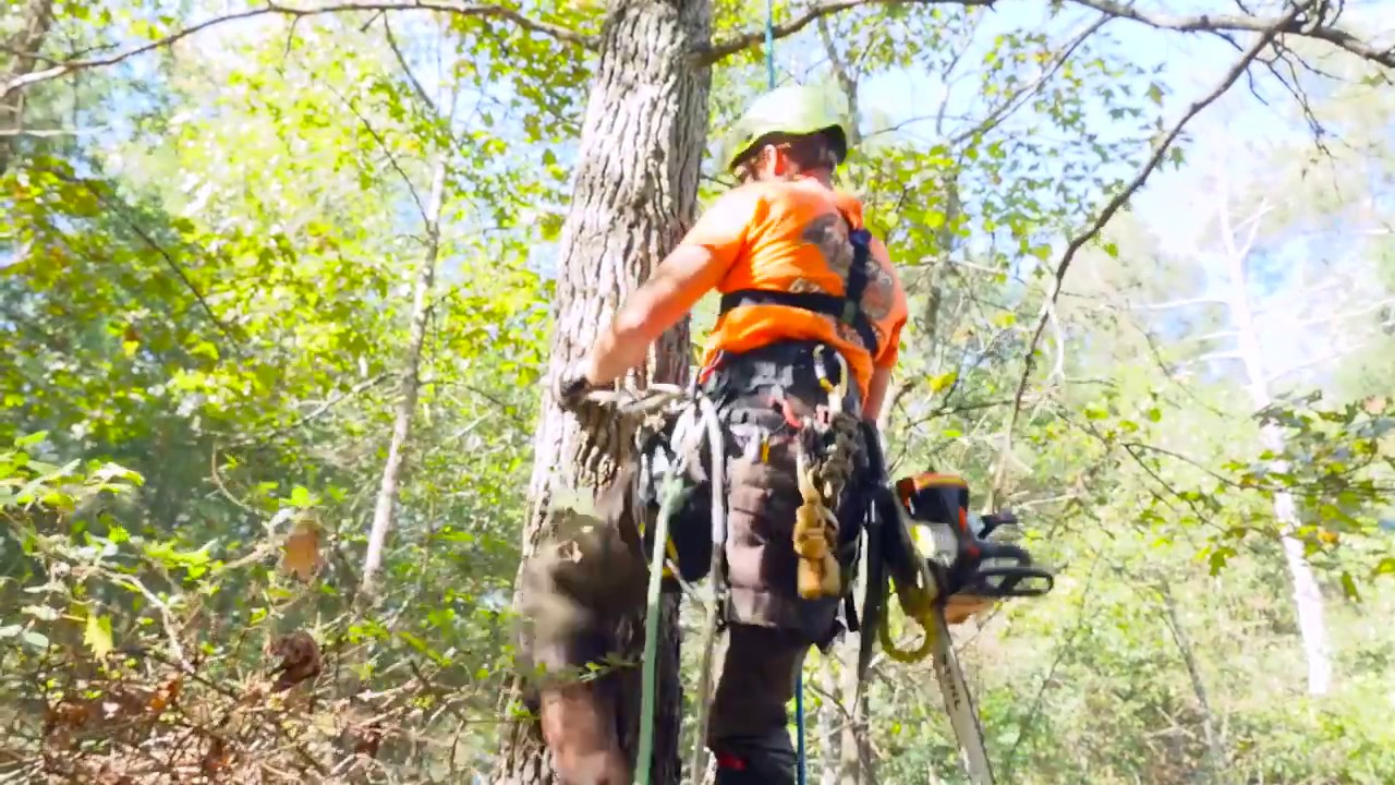 SCS Trees - Tree Service & Tree Removal - 678-710-9935 - YouTube