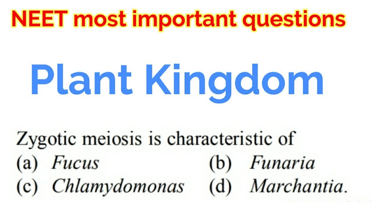 very-important-questions-for-neet-plant-kingdom-youtube