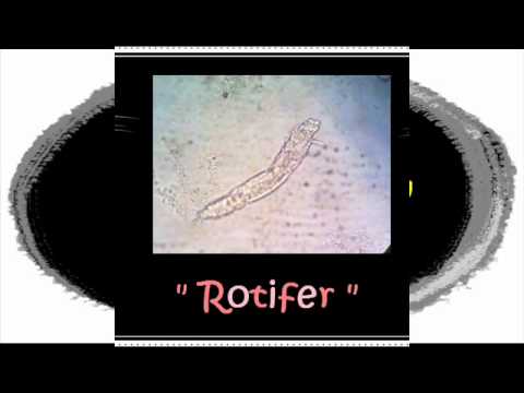Racter a 0002 - YouTube