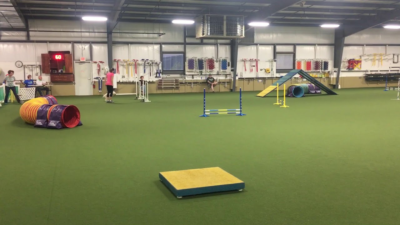 Coop, CPE Dog Agility, Full House, Level 1 - YouTube
