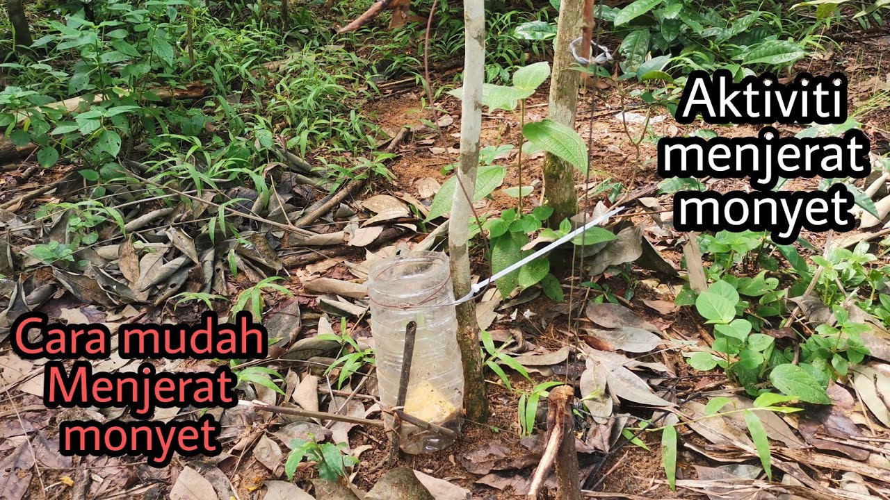 Aktiviti menjerat monyet || cara mudah menjerat monyet - YouTube