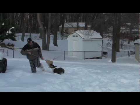 English Bull Terrier ATTACK! (BULLY) - YouTube
