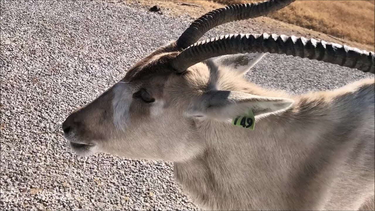 Fossil Rim Wildlife Center Part 07 Gemsbok South African oryx Texas ...