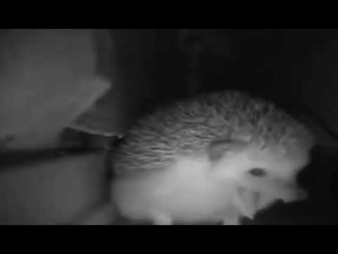 Hedgehog sneezing and farting hem osuran hem hapşıran kedi