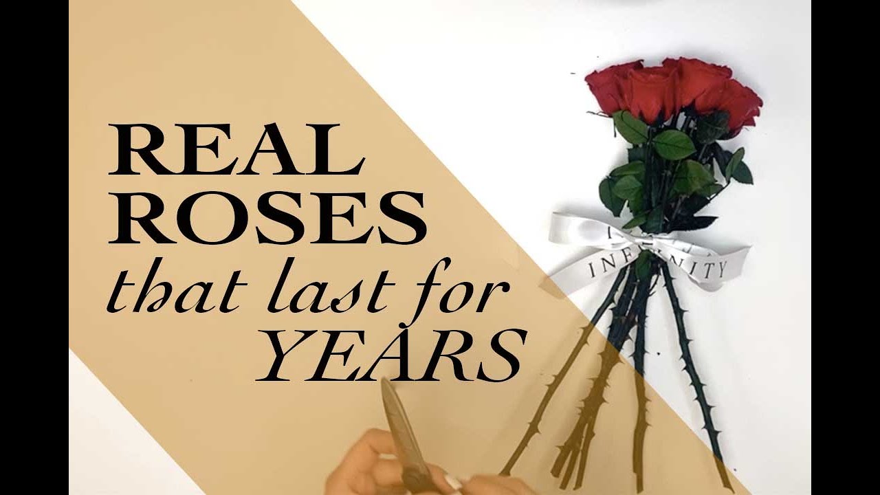 INFINITY ROSES WITH STEMS | PRESERVED FLOWERS - YouTube