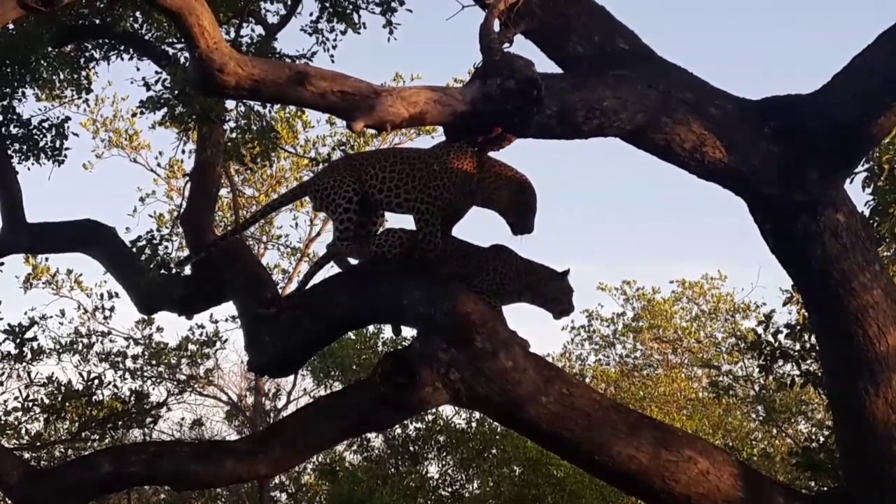 Leopard mating from the tree - YouTube