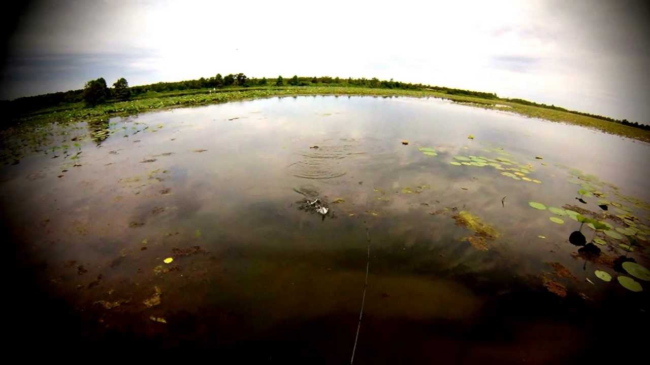 SHELDON RESERVOIR - ALIGATOR TRIES TO EAT MY BASS- GOPRO - KEITECH ...