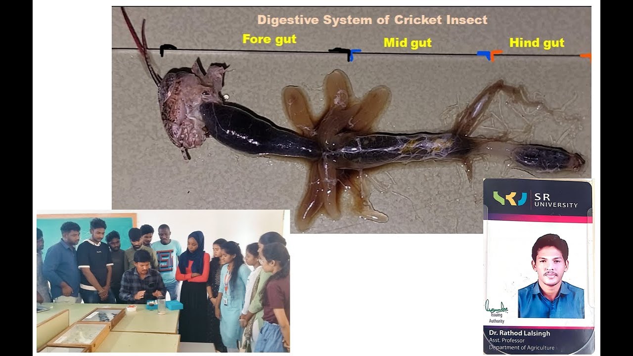 Dissection of insect for digestive system study -School of agriculture ...