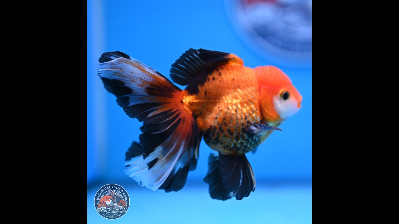 Tricolor Orchid Tail Oranda 3in Body (240816_OR20) - YouTube