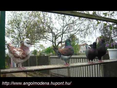 modena pigeons from Hungary - YouTube