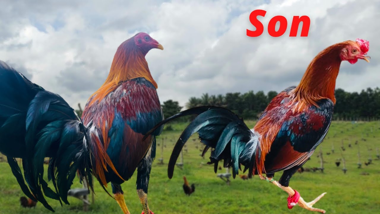 5k Sweater cross escolin line pullets breeding season - YouTube