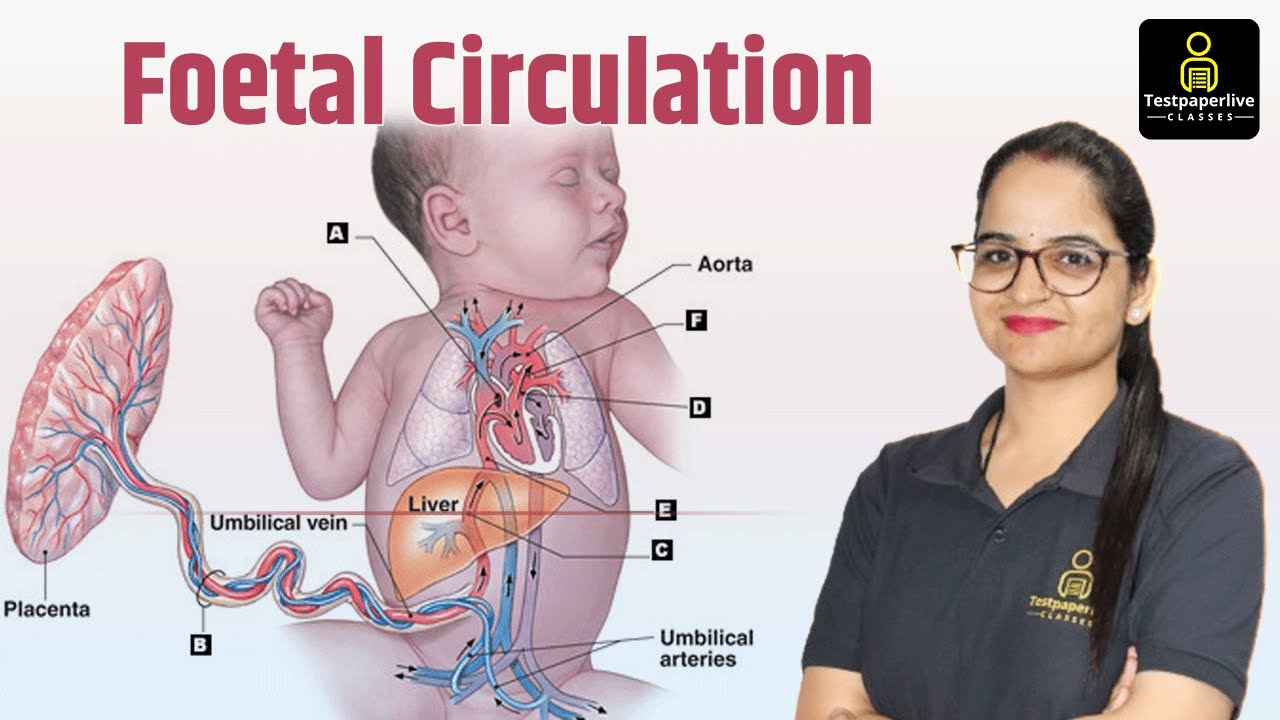 Foetal (Fetal) Circulation | Pediatrics | UPSSSC ANM Class | ANM ...