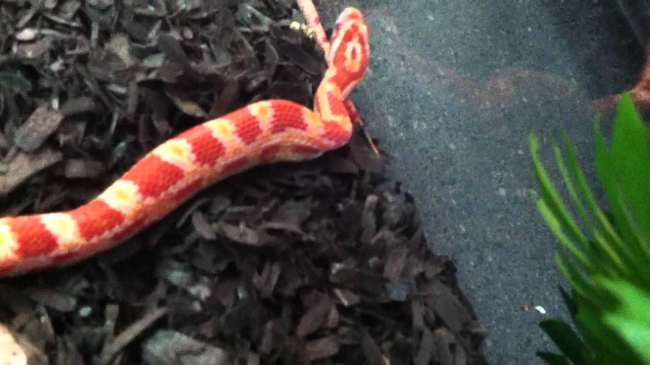 Matilda ( Fancy Corn Snake) - YouTube