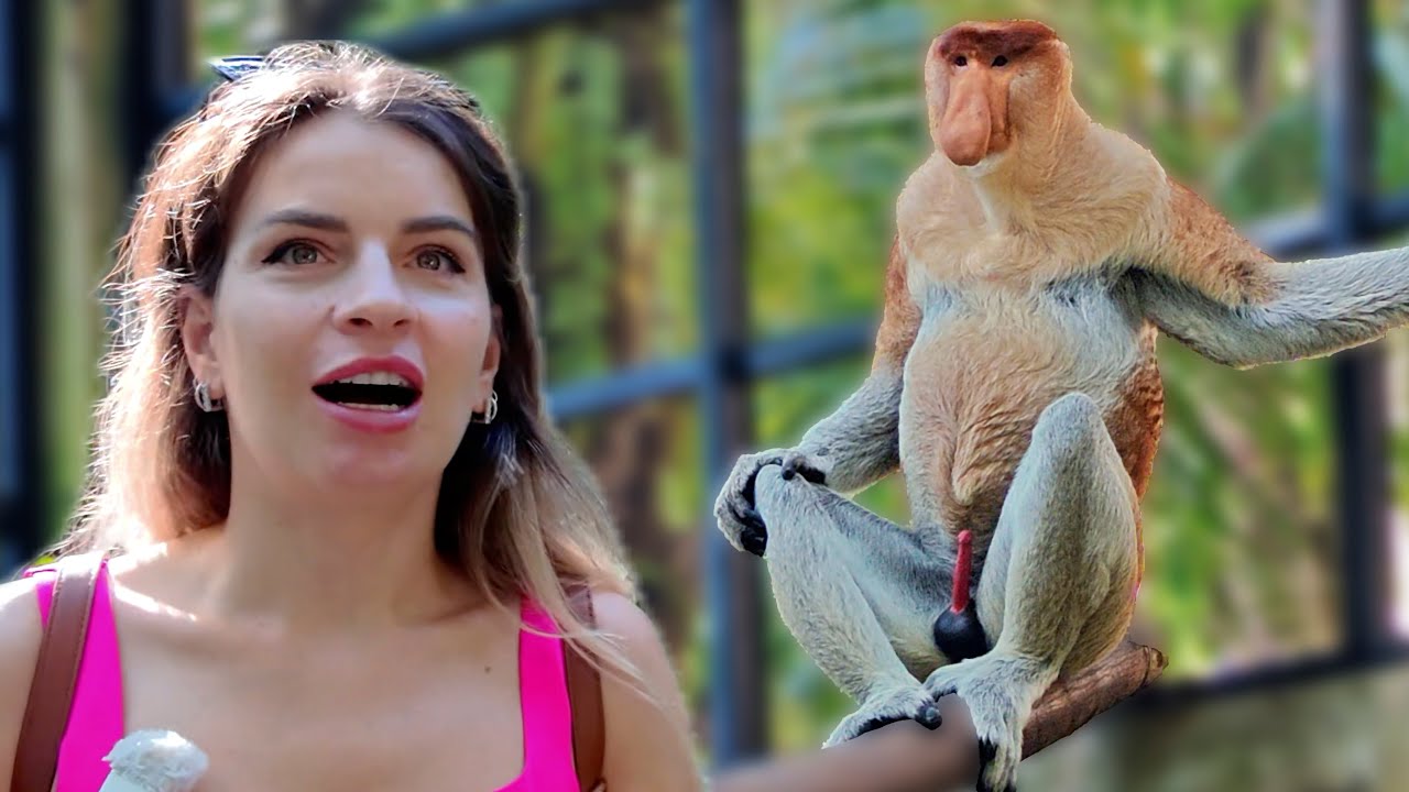 Interactiunea cu animalele e la alt nivel in acest ZOO - YouTube