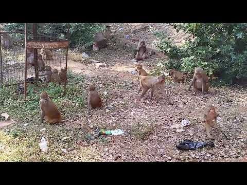 monkey Betla National park - YouTube