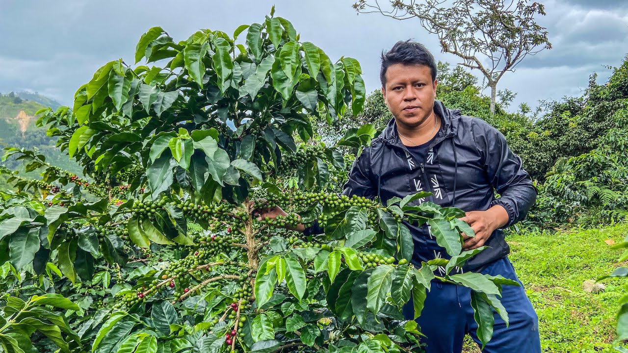 Café Variedad Supremo Una Muy Buena Alternativa Para Cultivar - YouTube