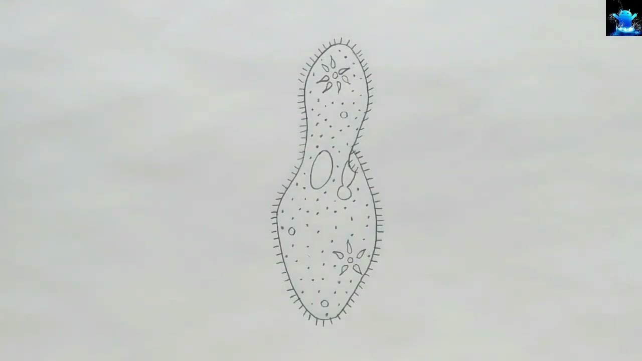 How to draw paramecium step by step for beginners - YouTube
