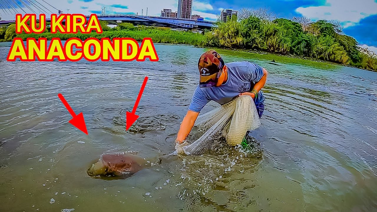 AMAZING..!! MENJALA IKAN DI SUNGAI BESAR DAPATNYA IKAN BESAR-BESAR ...