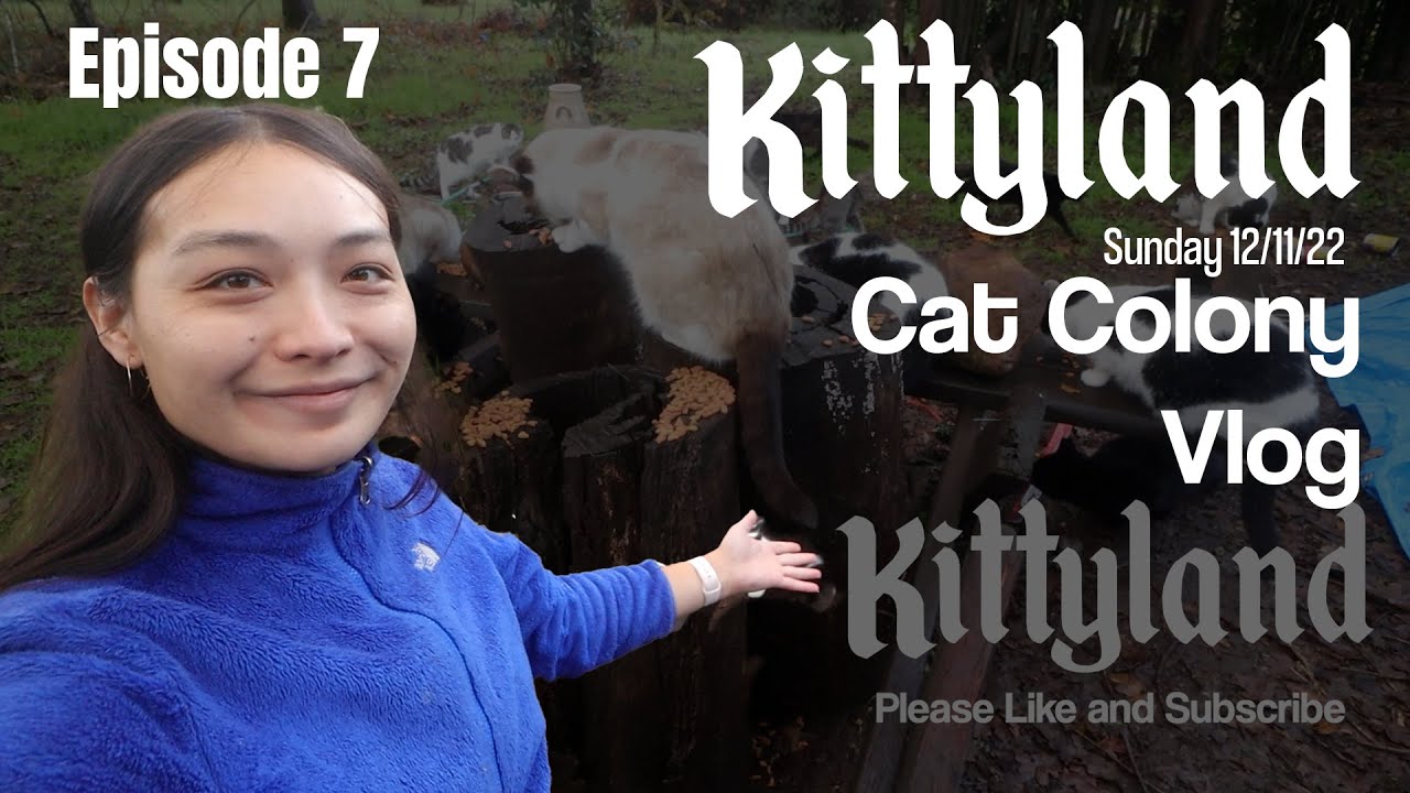 Kittyland Vlog Episode 7 - The BIG news! - YouTube