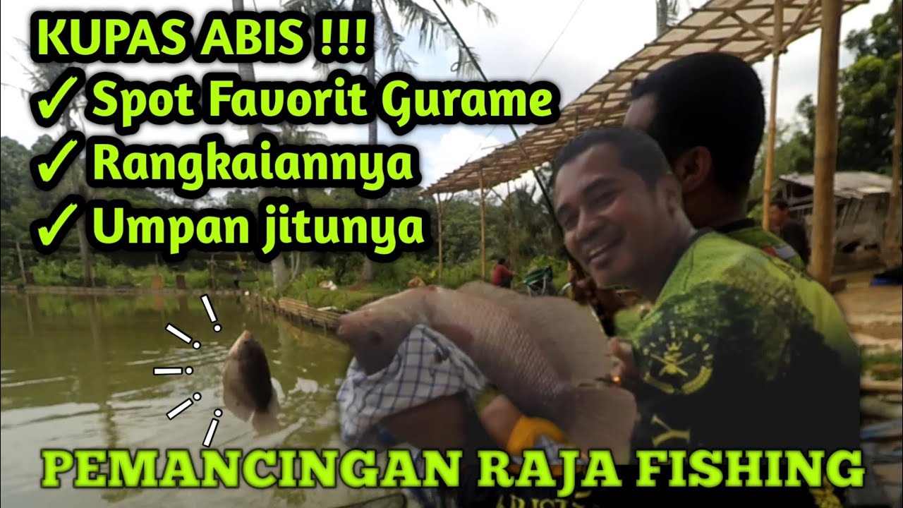 TEKNIK DAN CARA MANCING GURAME DI KOLAM ‼️TIPS DAN TRIK MANCING GURAME‼ ...