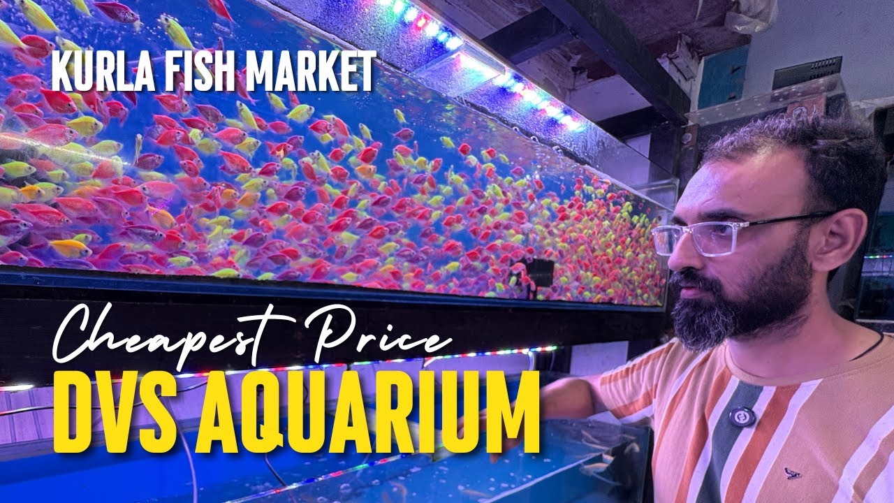 MOST BEAUTIFUL FRESH WATER FISH | Fish Market | @Fishmarketchannel l ...