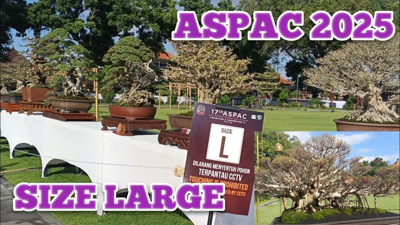 ASPAC 2025 : Pertarungan Bonsai Size Large di Ajang Kontes Bergengsi ...
