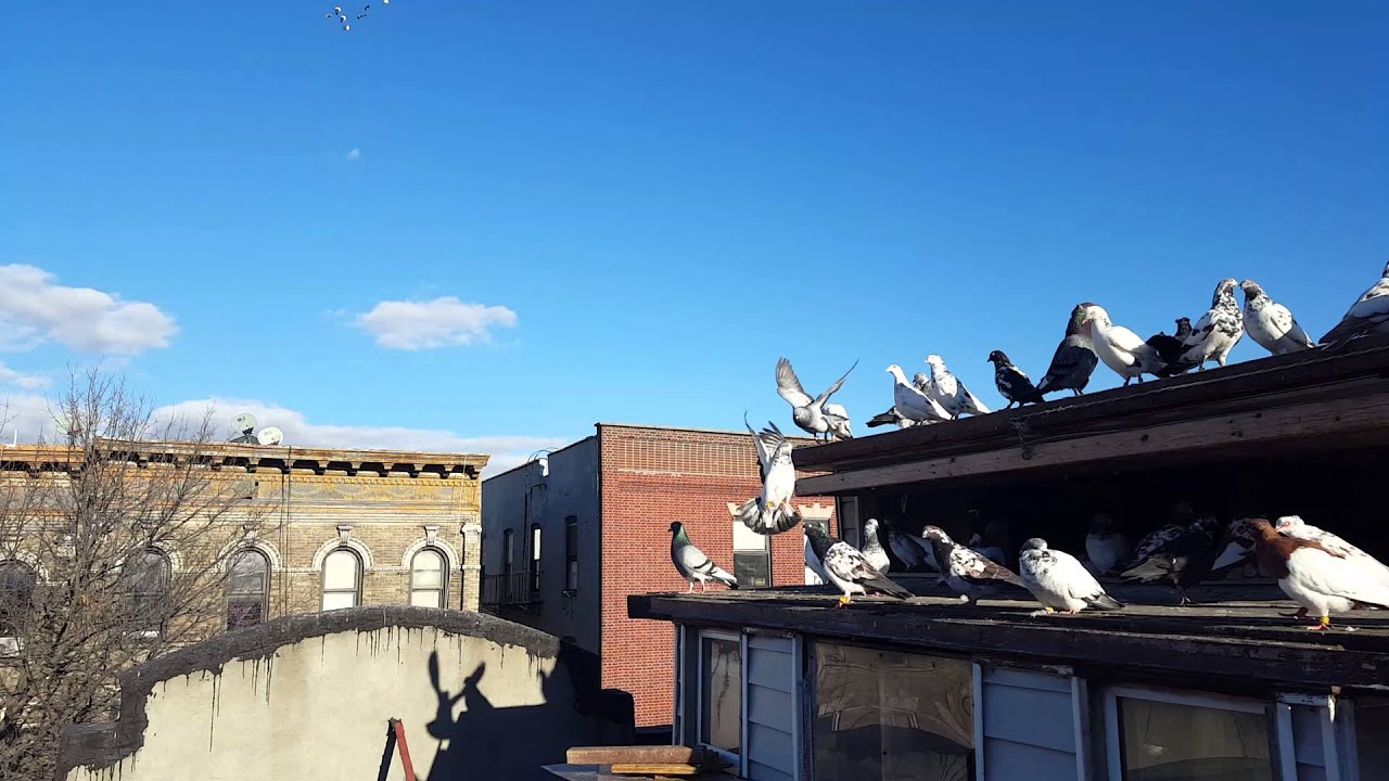 Tippler Pigeons of Leo Brooklyn Pigeon Crew - YouTube
