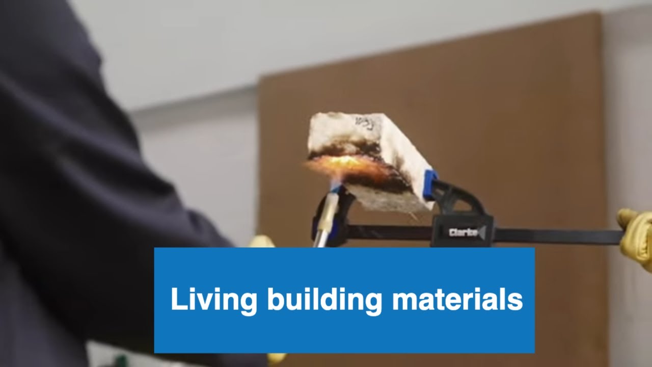 Building insulation: Cutting-edge use of Mycelium mushroom. New Trend ...