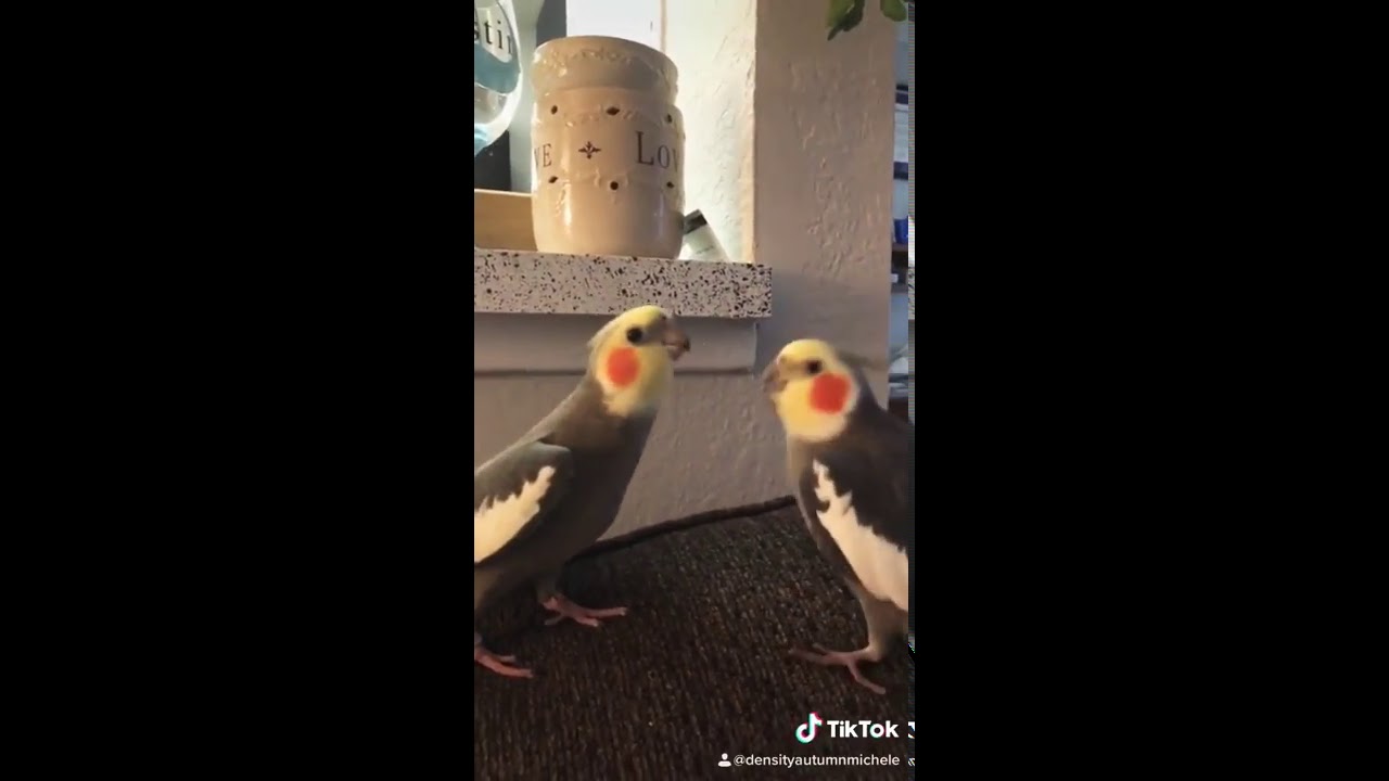 🎤 🐦 Cute Bird singing September while his brother dances 🔥 - YouTube