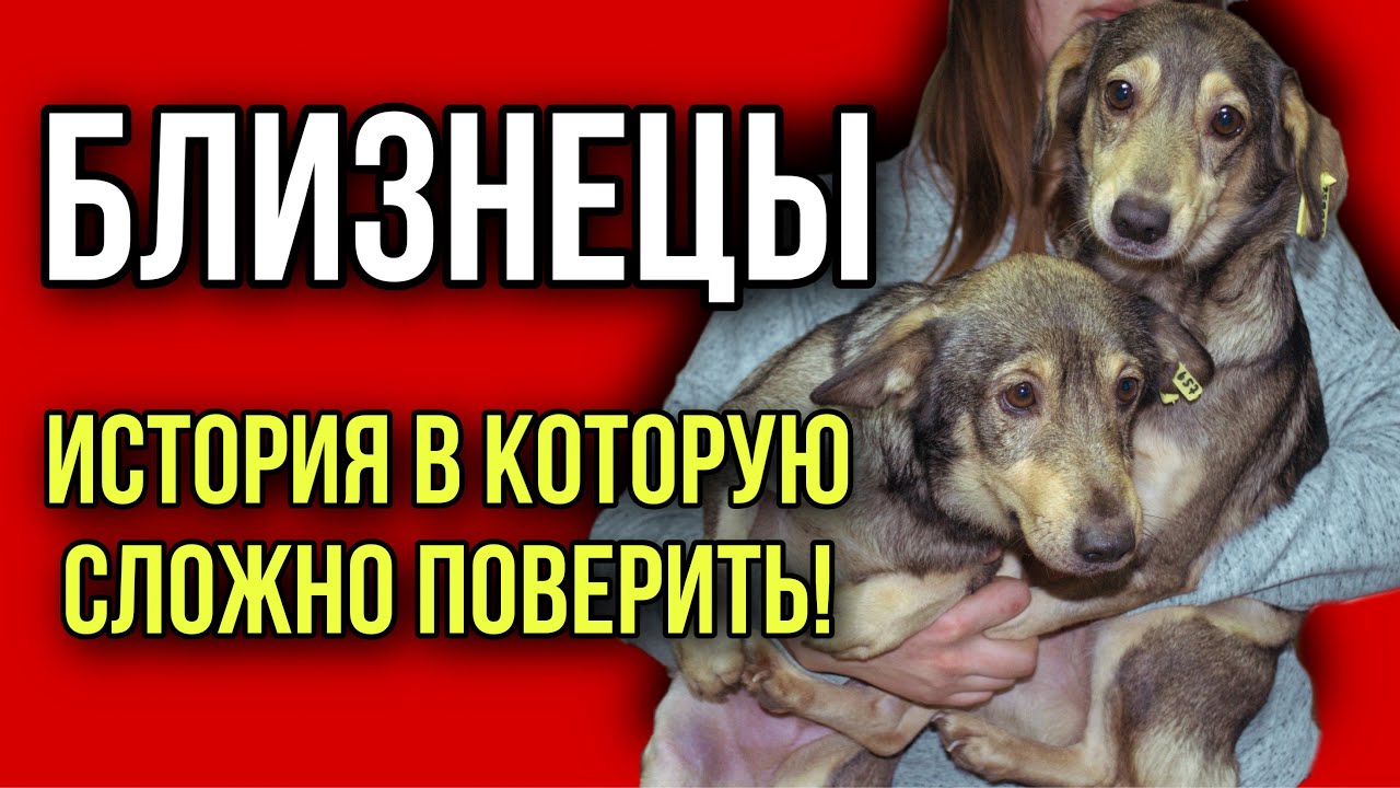 Разлученные щенки близнецы из Курска случайно встретились в Москве