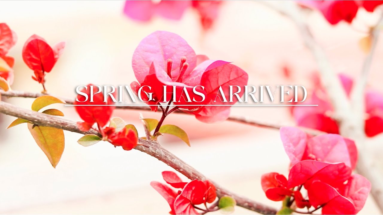 𝙎𝙥𝙧𝙞𝙣𝙜 𝙝𝙖𝙨 𝙖𝙧𝙧𝙞𝙫𝙚𝙙 🌿 - YouTube