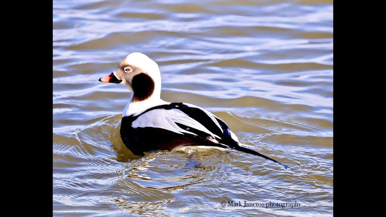 Winter Waterfowl - YouTube
