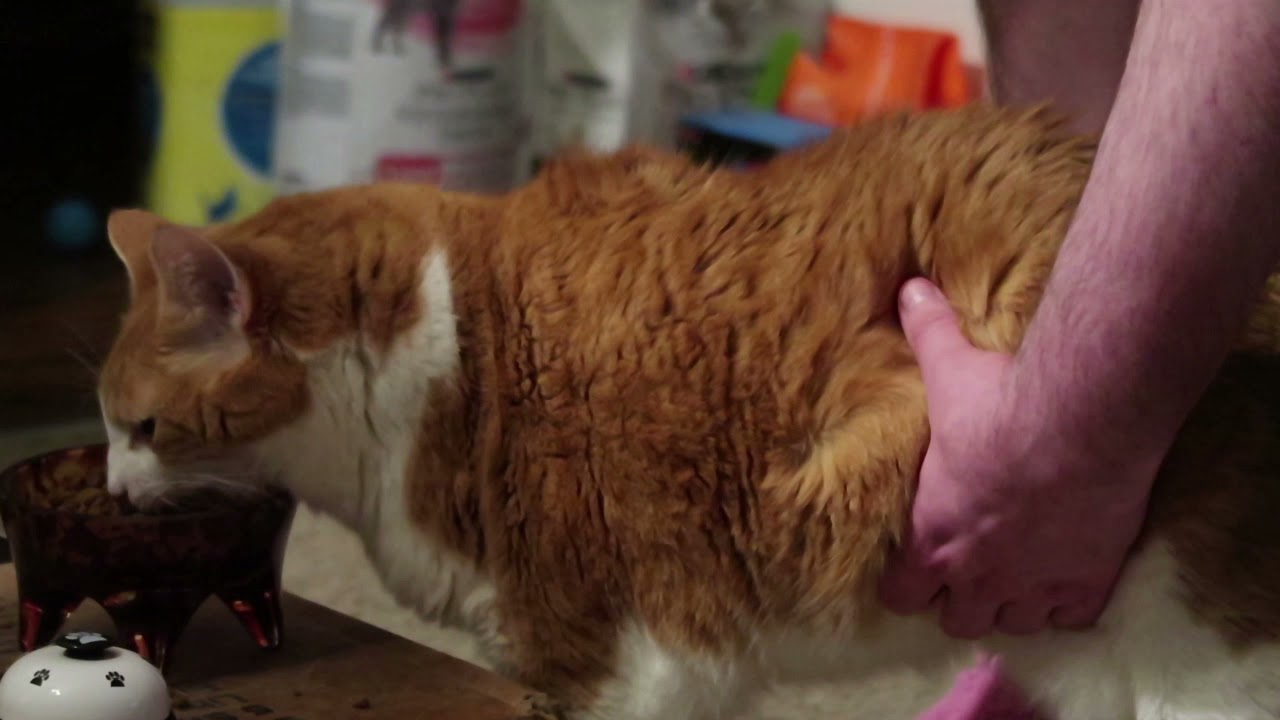Cat Eats While Getting Belly Rubs - YouTube